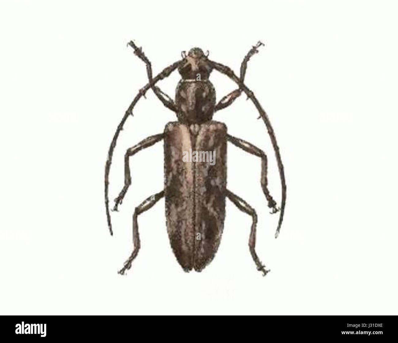 Species contributes Cut Out Stock Images & Pictures - Alamy