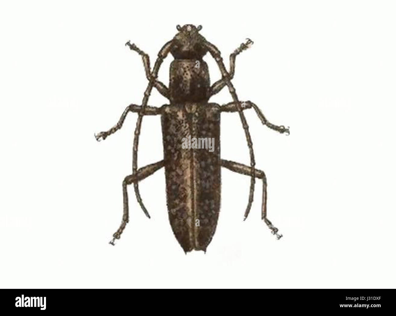 Documenting biodiversity Cut Out Stock Images & Pictures - Alamy
