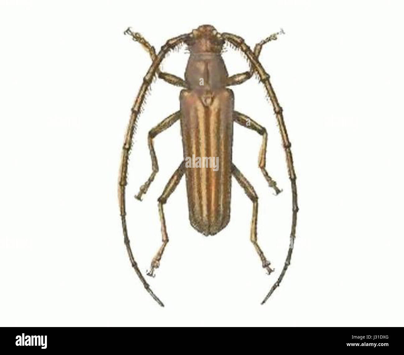 Americana photograph Cut Out Stock Images & Pictures - Alamy