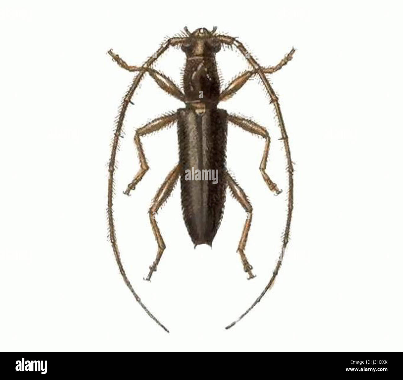 The 'Biologia Centrali-Americana' is a biological survey of Central ...