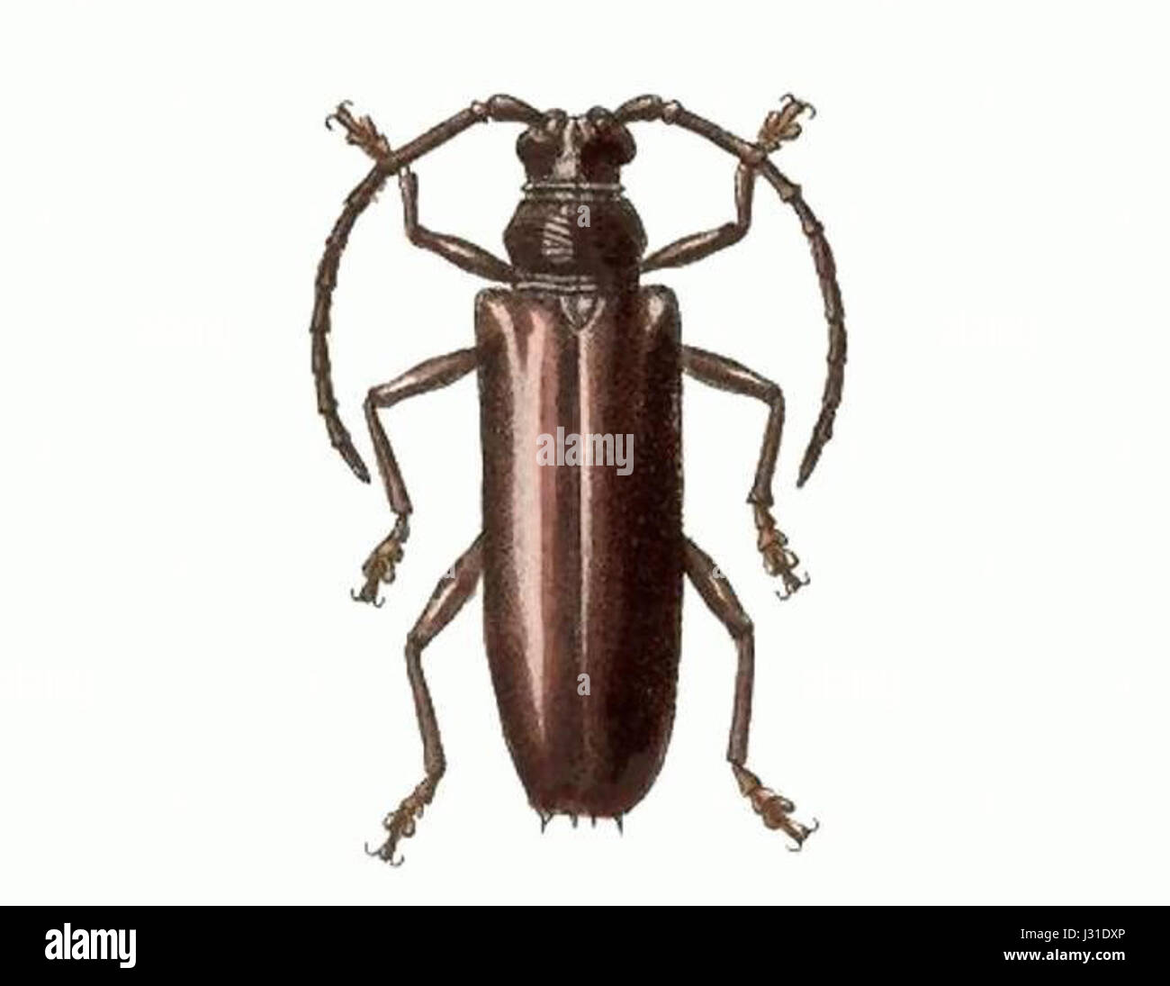 Americana photograph Cut Out Stock Images & Pictures - Alamy