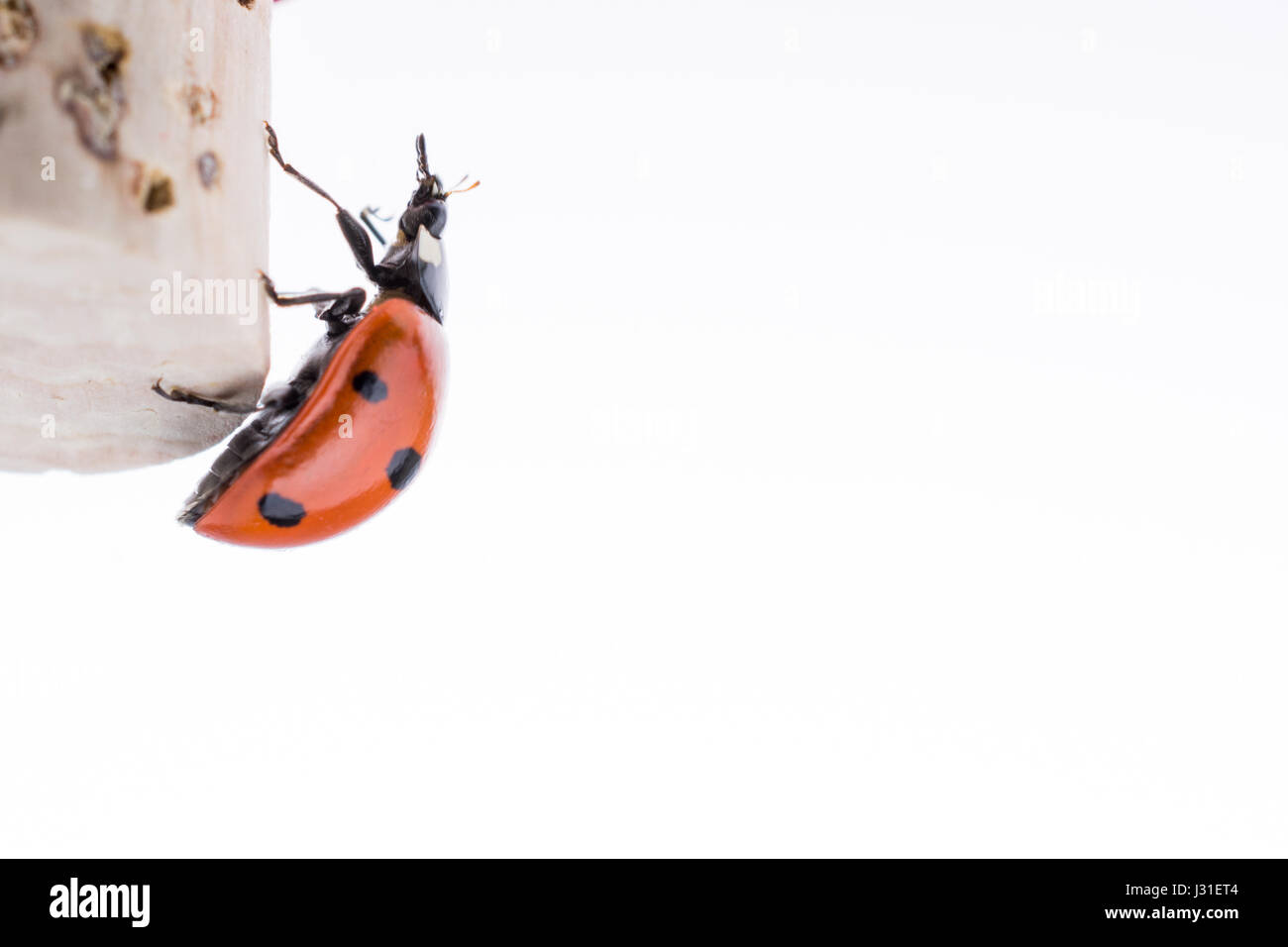 Beautiful photo of red ladybug walking on a Stock Photo - Alamy