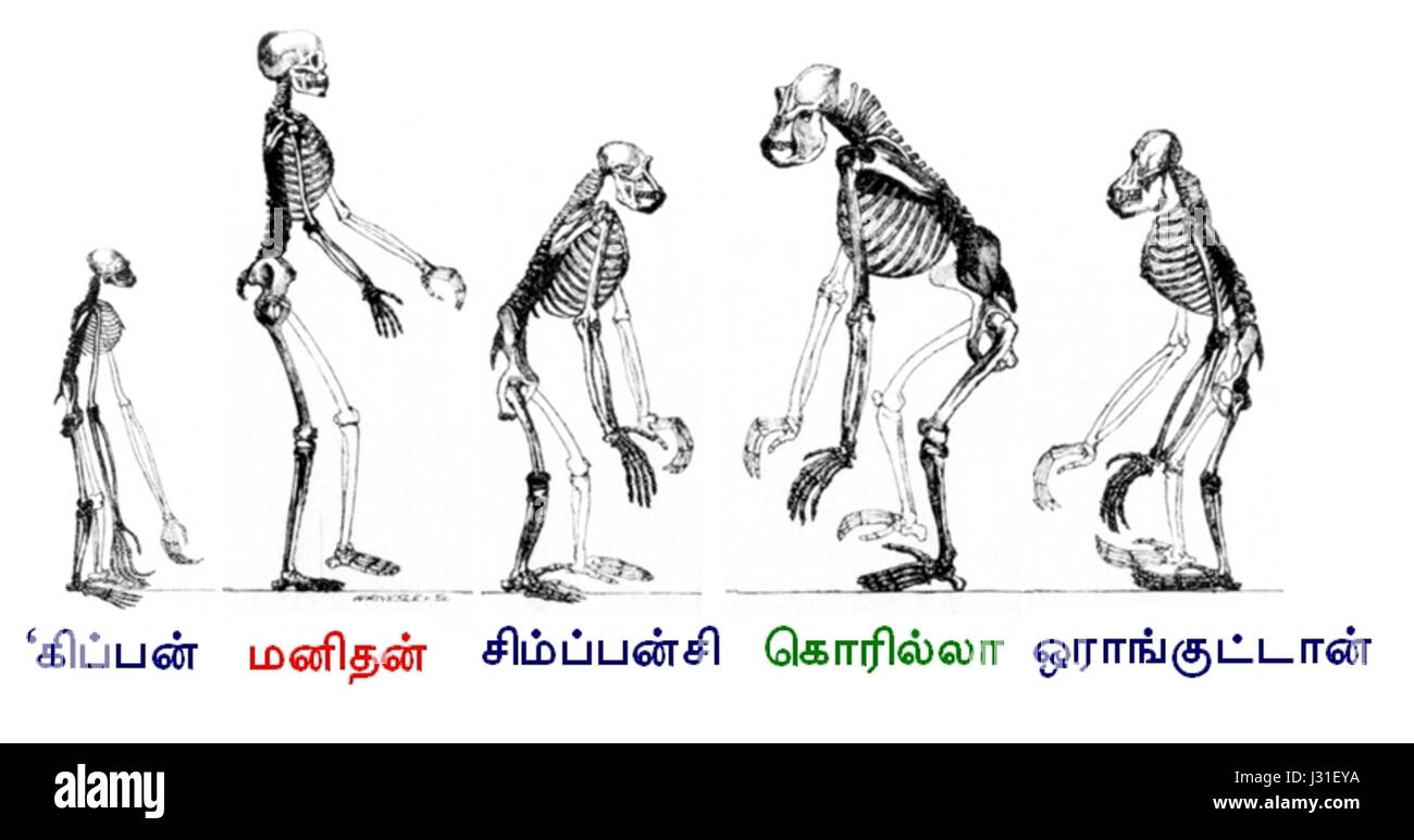 Tamil art Cut Out Stock Images & Pictures - Alamy