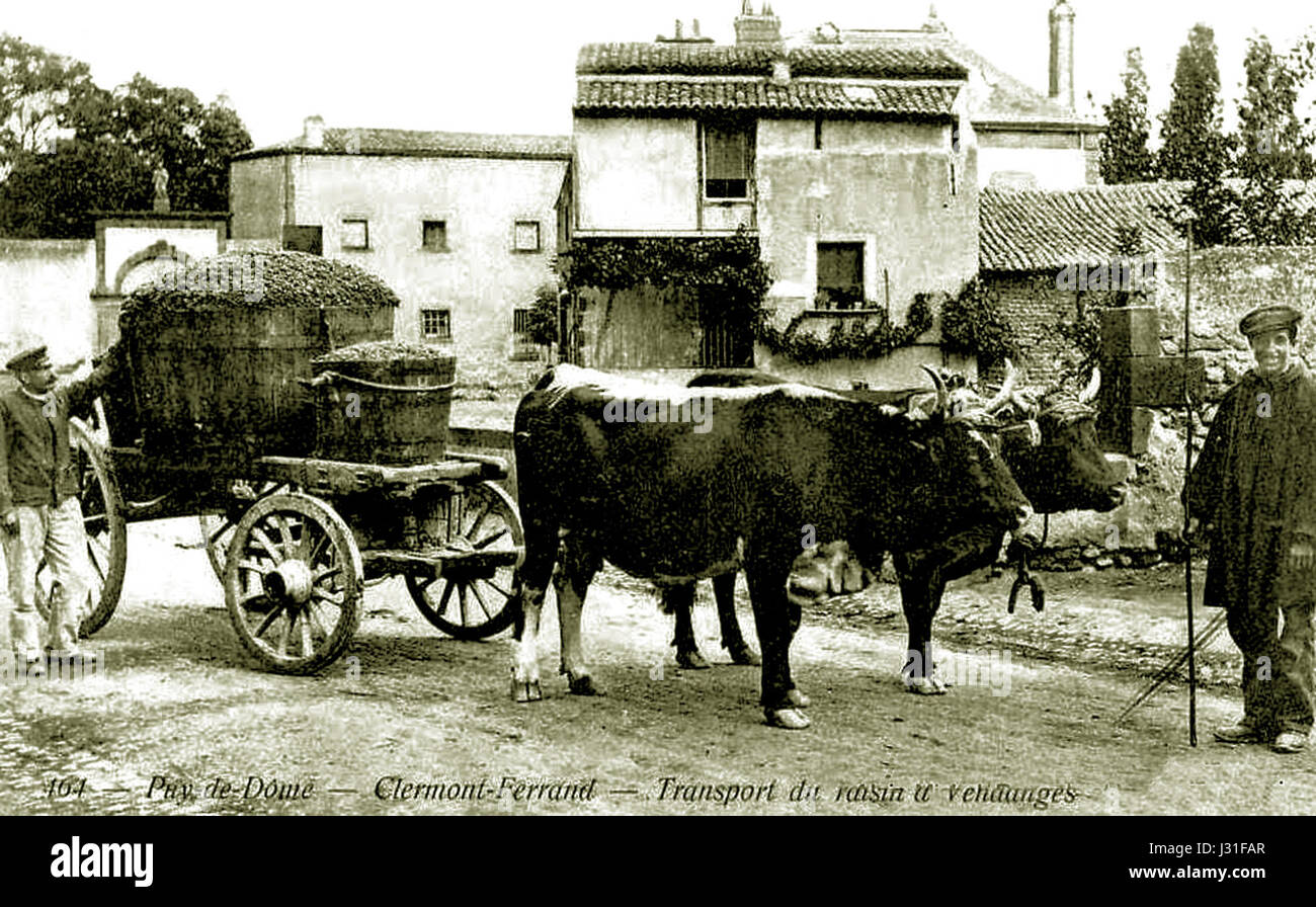 An image depicting the grape harvest transportation in Auvergne ...