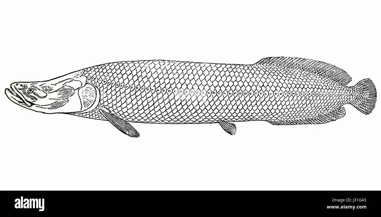 Arapaima (fish species) hi-res stock photography and images - Alamy