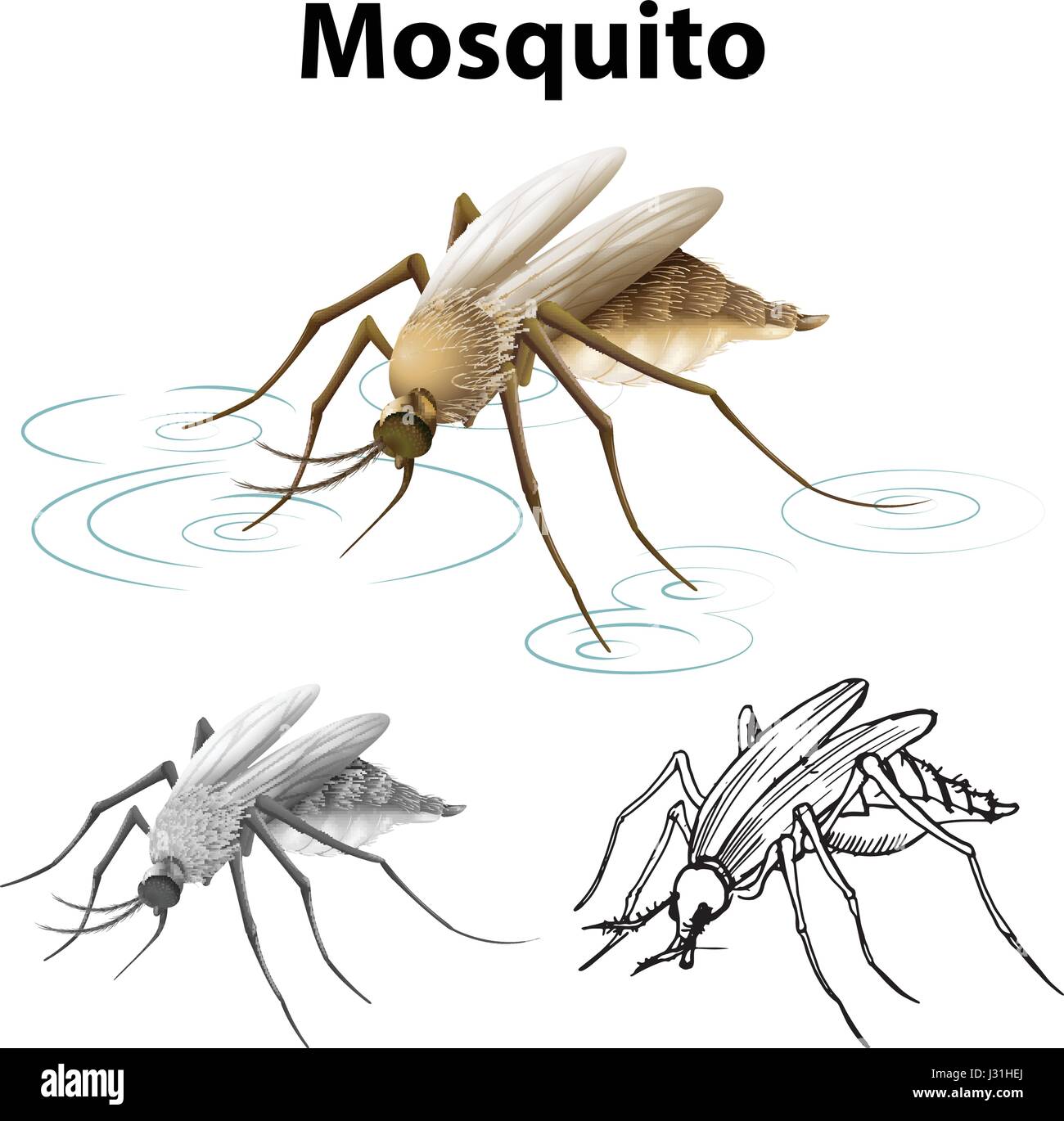 Drafting character for mosquito illustration Stock Vector Image & Art ...