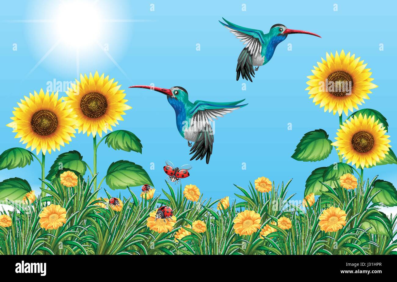 Two hummingbirds flying in sunflower field illustration Stock Vector ...