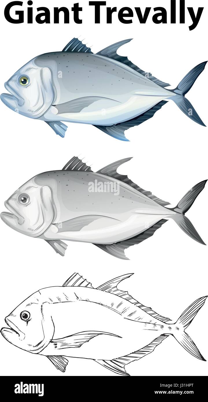 Giant trevally Stock Vector Images - Alamy