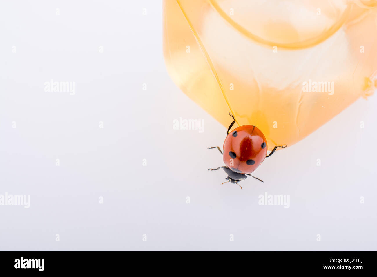 Beautiful photo of red ladybug walking around objects Stock Photo - Alamy