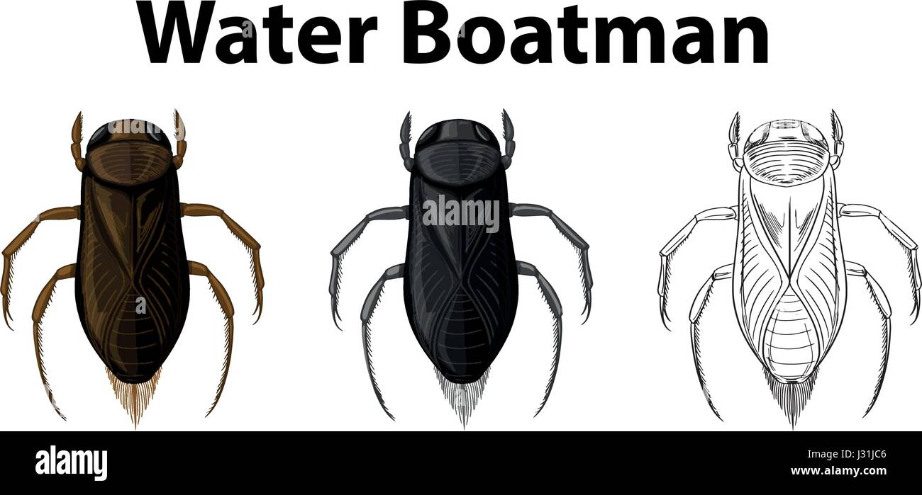 Water Boatman Drawing