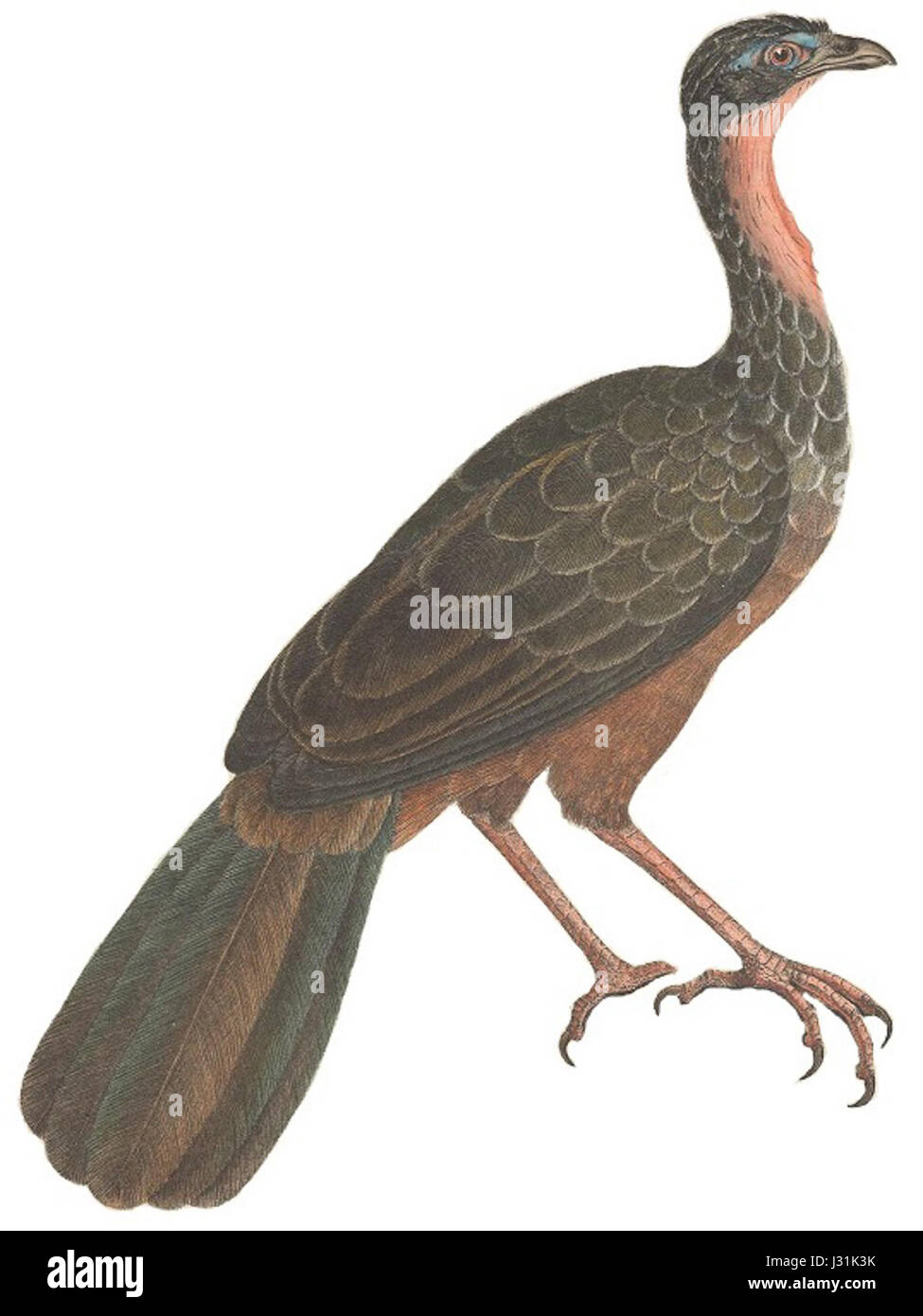 This is a scientific reference to *Penelope jacquacu*, a species of ...