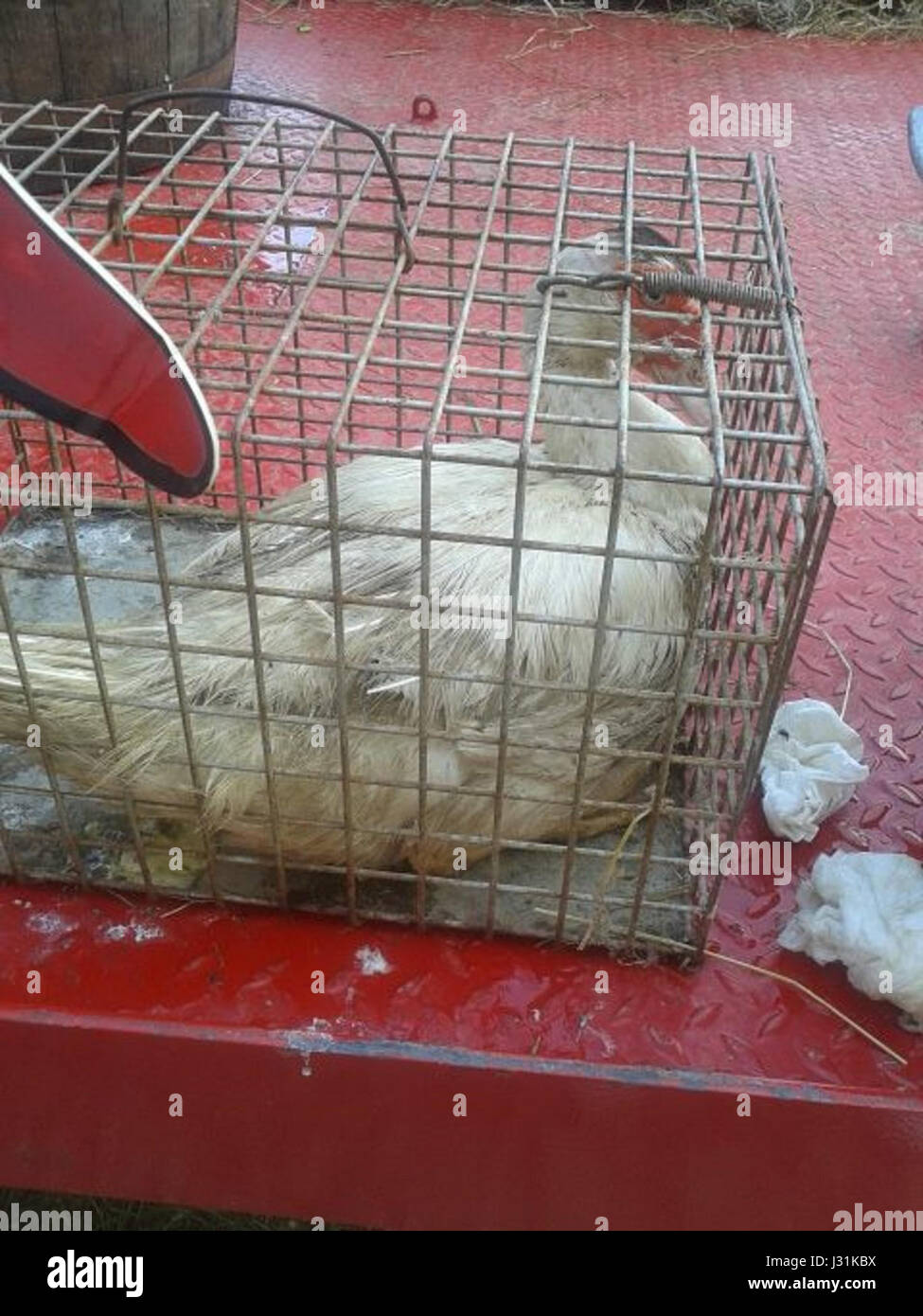 A photograph of a chicken inside a cage, likely showcasing a domestic ...