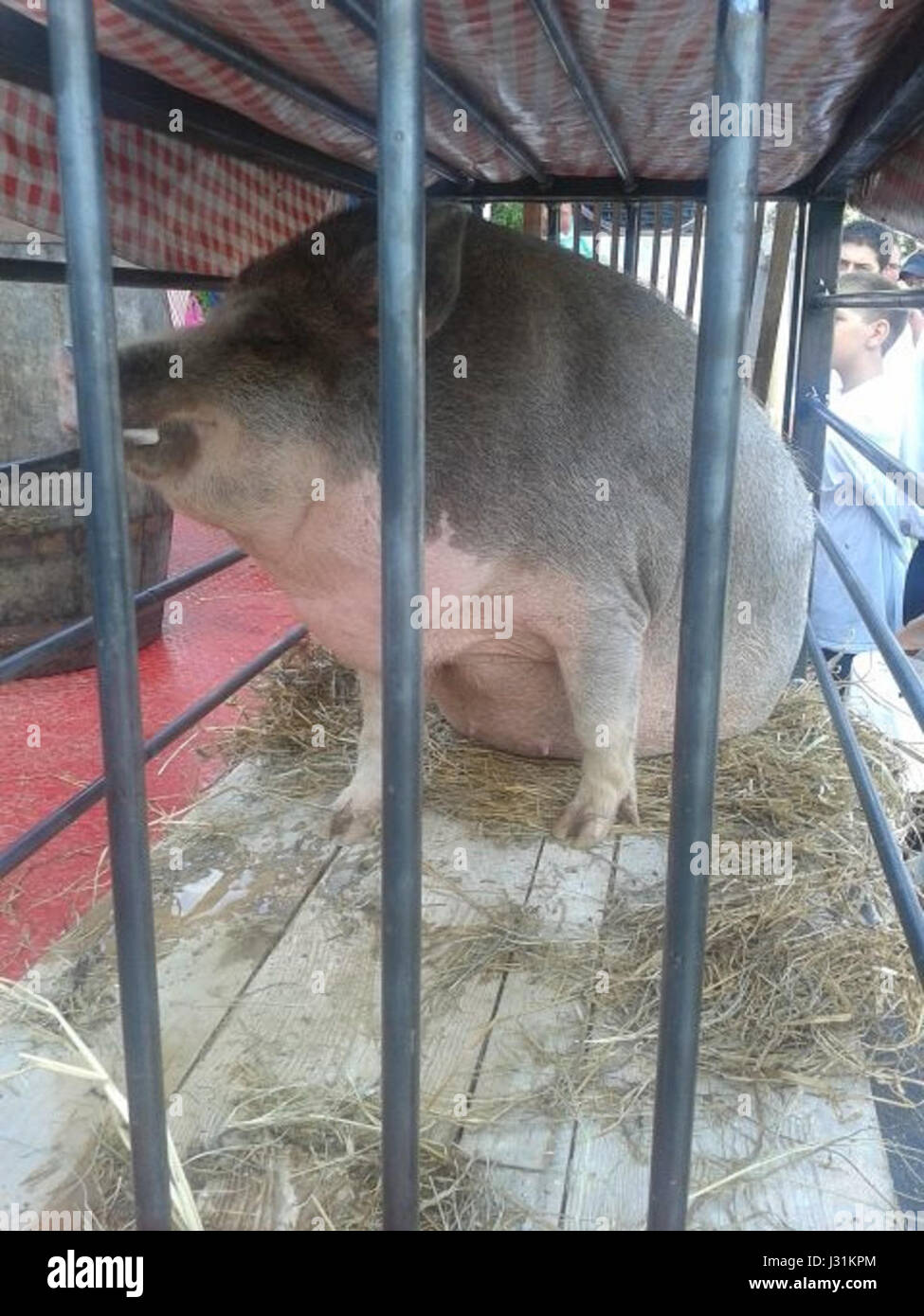 A photo of a large pig, showcasing its size and characteristics. This ...