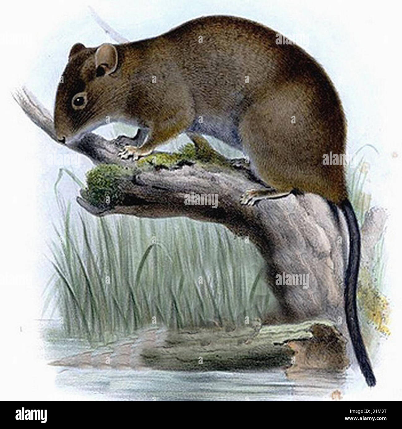 Philippine forest rat hi-res stock photography and images - Alamy