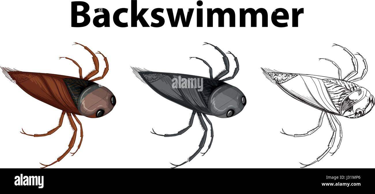 Doodle character for backswimmer bug illustration Stock Vector Image ...