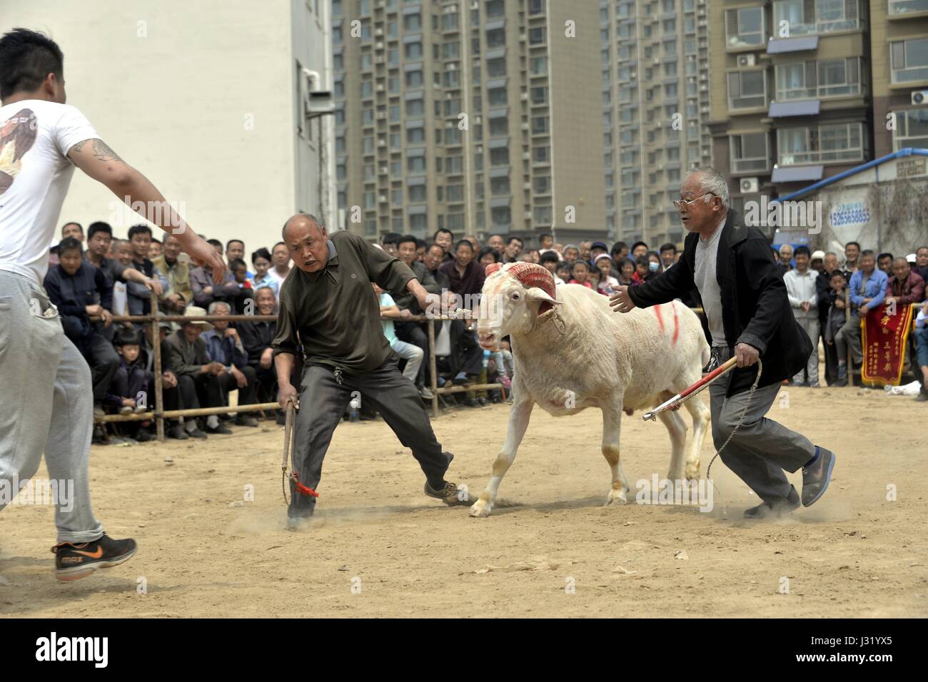 Liaocheng, Liaocheng, China. 1st May, 2017. A goat fight competition is ...