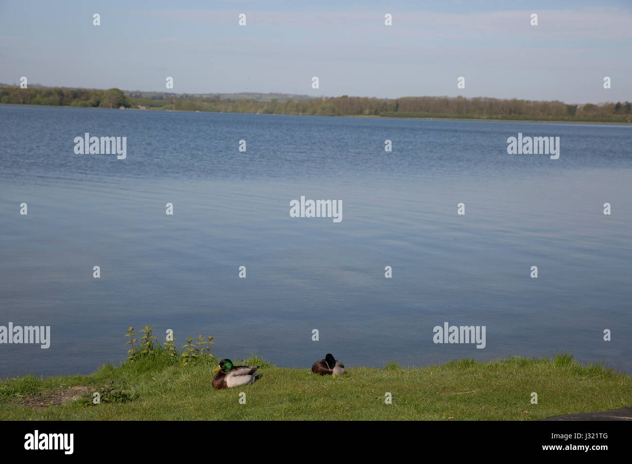 Rutland Water, UK. 2nd May, 2017. UK Weather. Blue skies over Rutland ...
