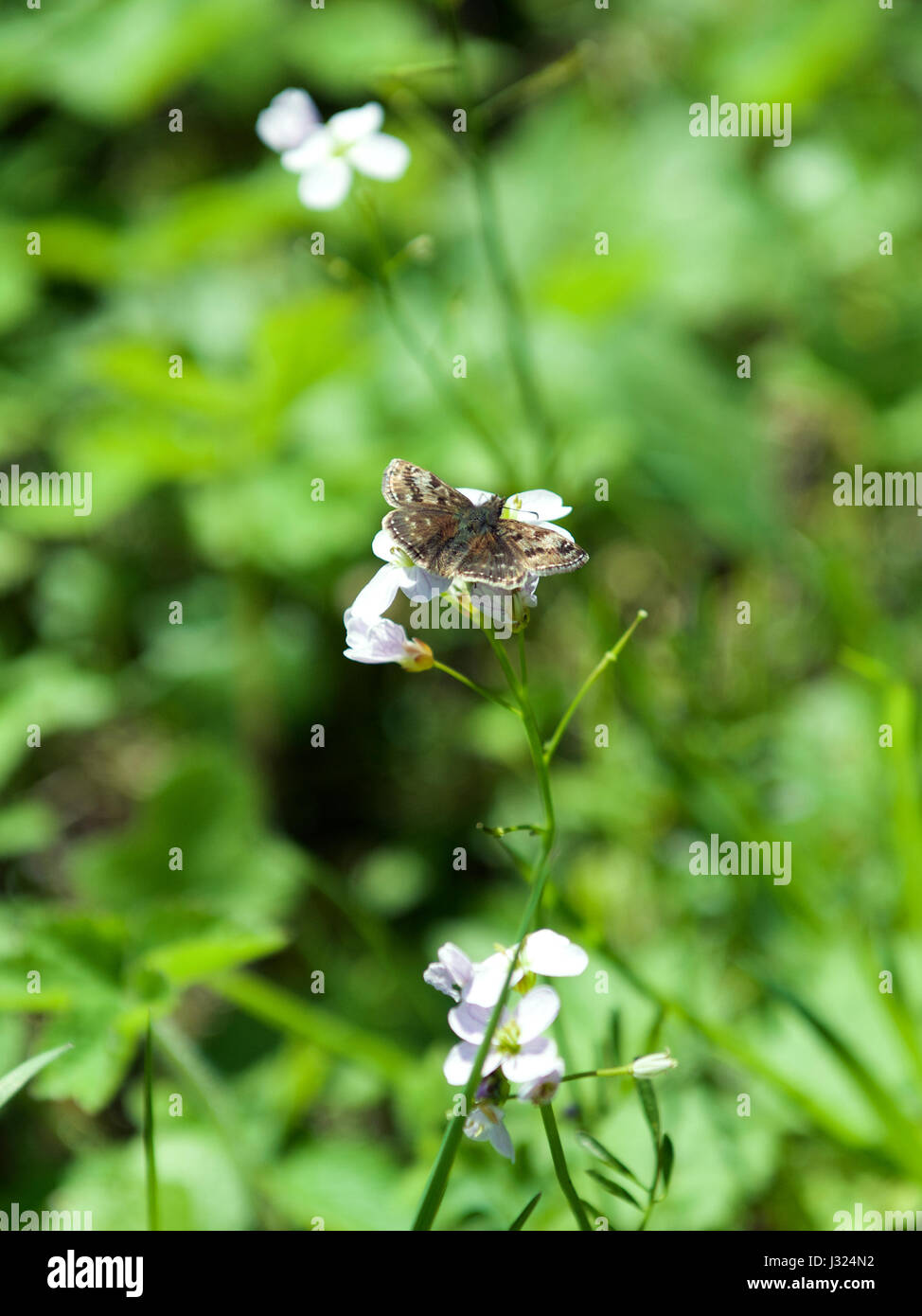 Colley Hill, Reigate, Surrey. Tuesday 2nd May 2017. A rare and ...