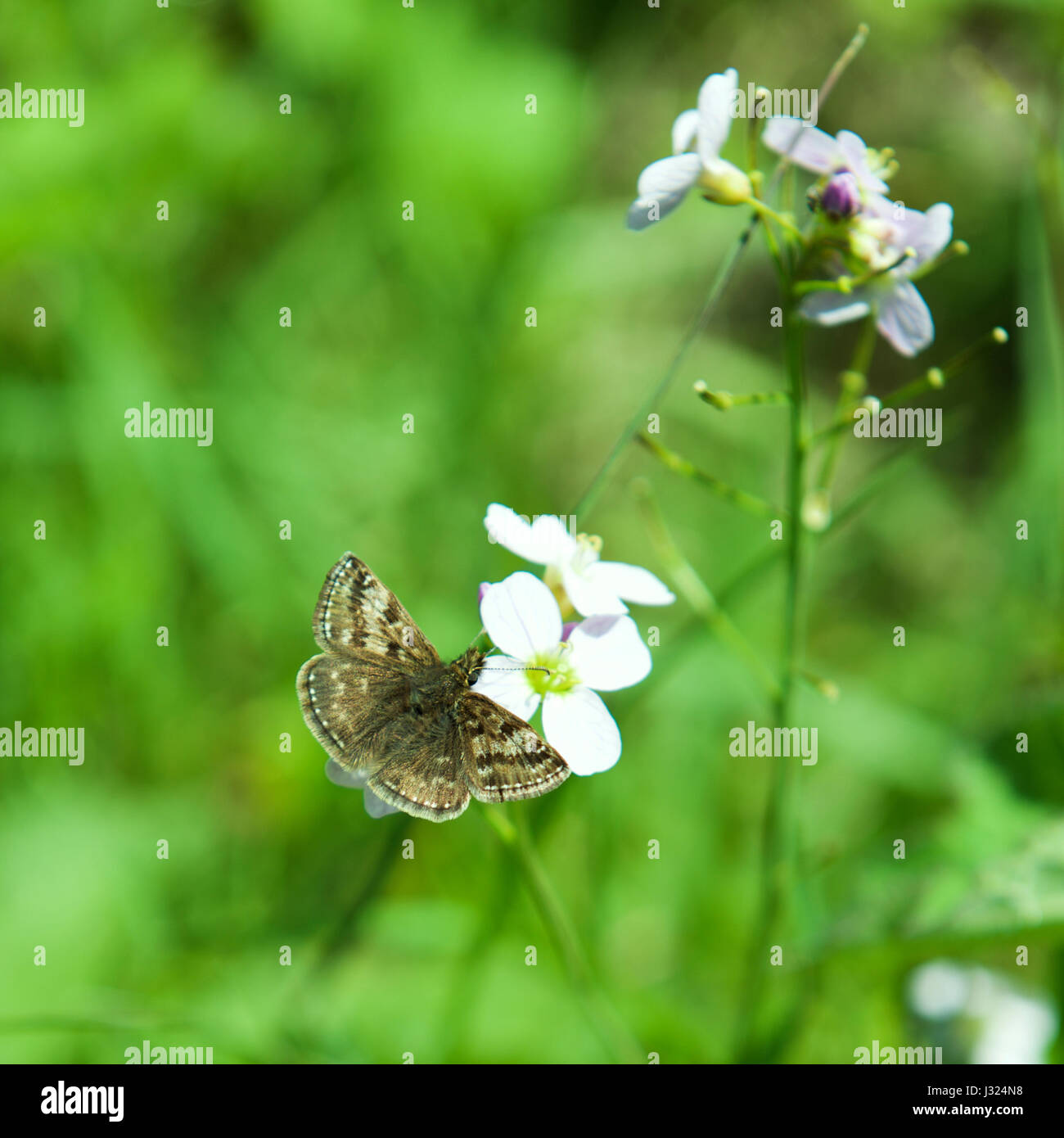 Colley Hill, Reigate, Surrey. Tuesday 2nd May 2017. A rare and ...