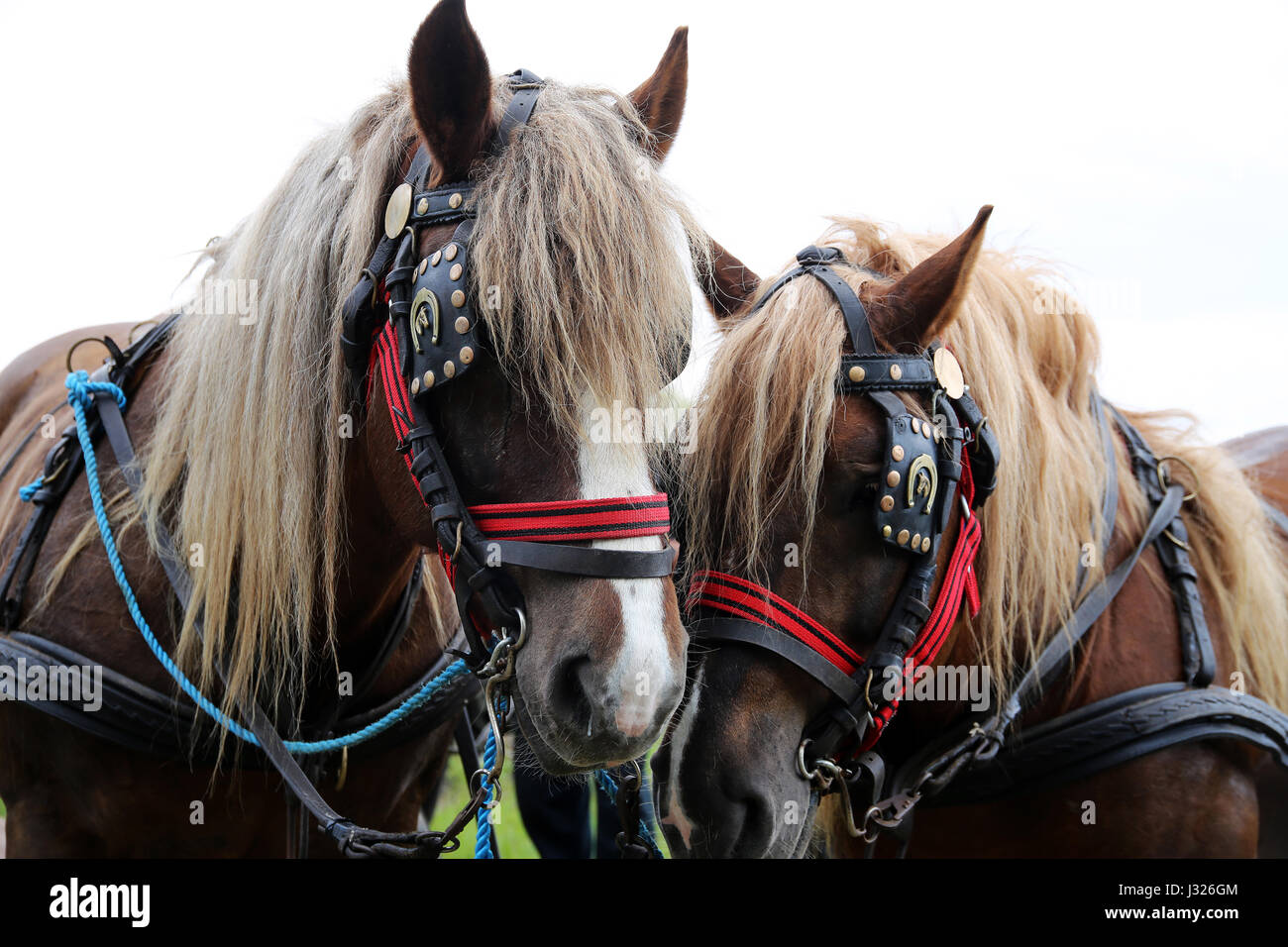 Belgian heavy horse foal hi-res stock photography and images - Alamy