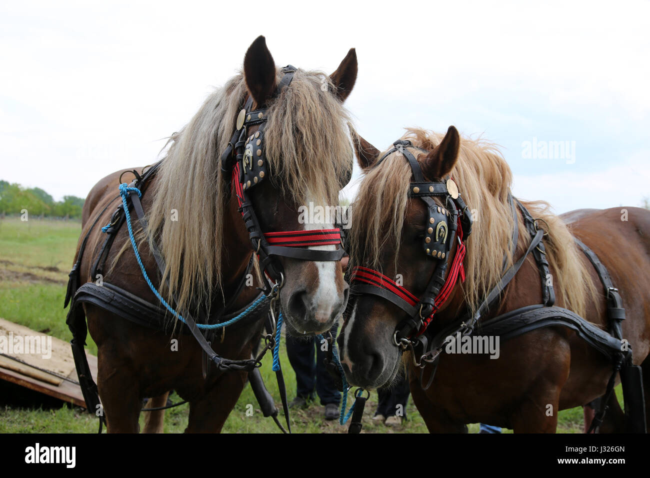 Farm horses fitted with beautiful handmade harness waiting to go to ...