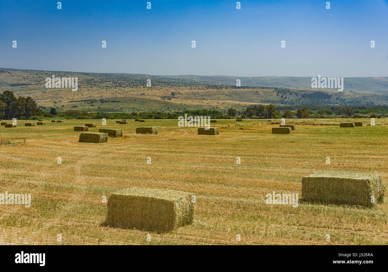 Pressed straw briquettes left of harvest lying on a field at sunset ...
