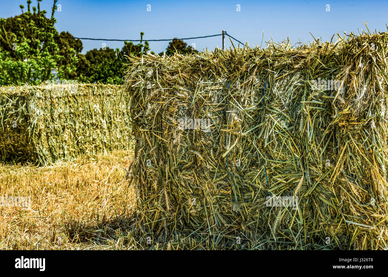 Pressed straw briquettes left of harvest lying on a field at sunset ...