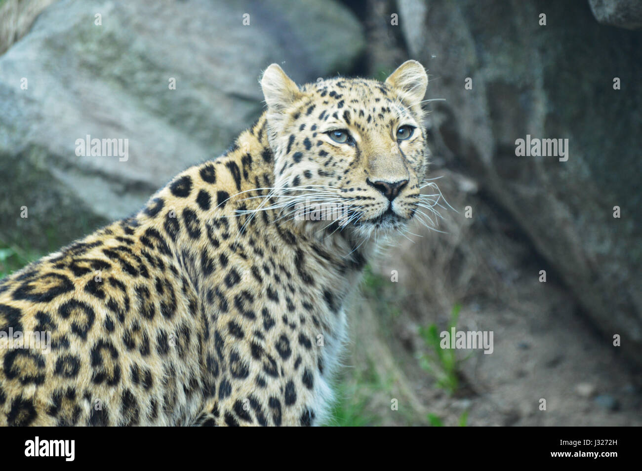 Black leopard whiskers hi-res stock photography and images - Alamy