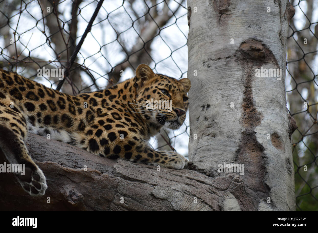 Leopard sleeping tree hi-res stock photography and images - Alamy