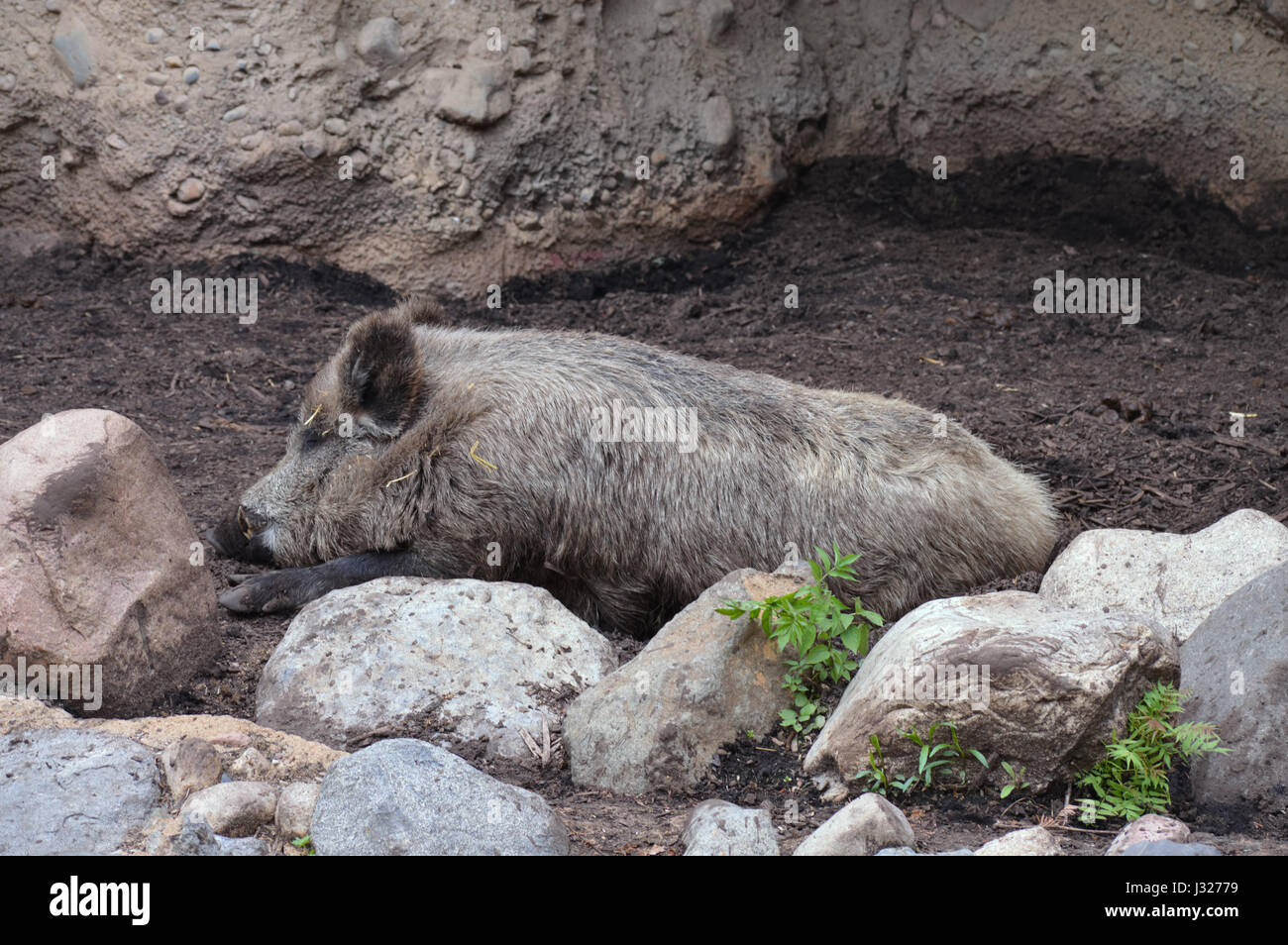 Pig laying down hi-res stock photography and images - Alamy