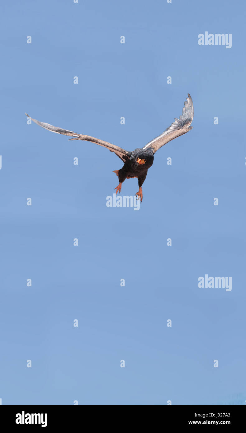 The national bird of zimbabwe hi-res stock photography and images - Alamy