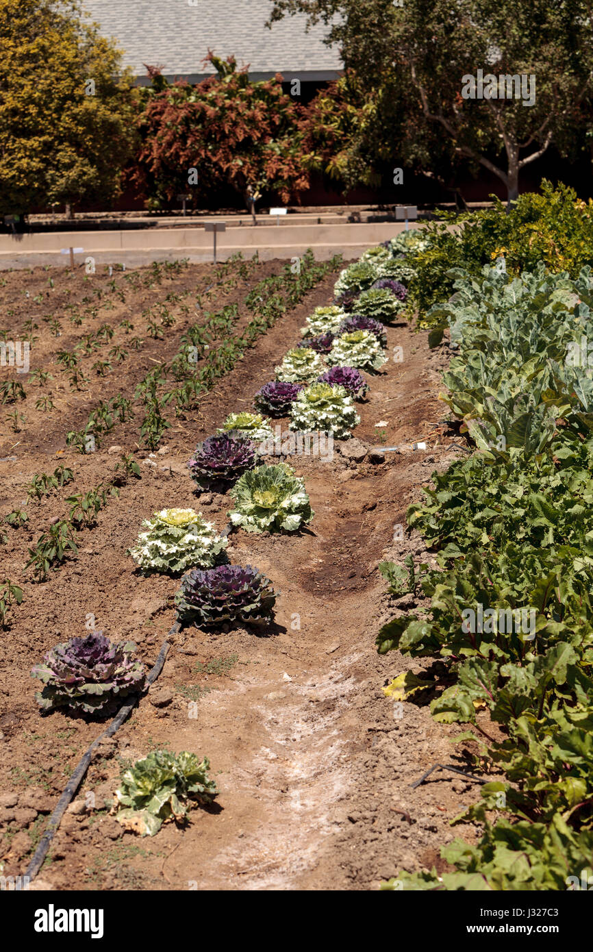 Flowering kale and ornamental cabbage grows on a small organic farm in ...
