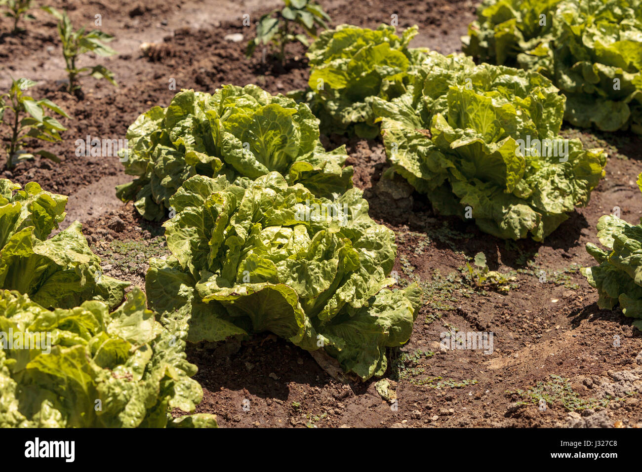 Fresh leaf lettuce grows on a small organic farm in a Southern ...