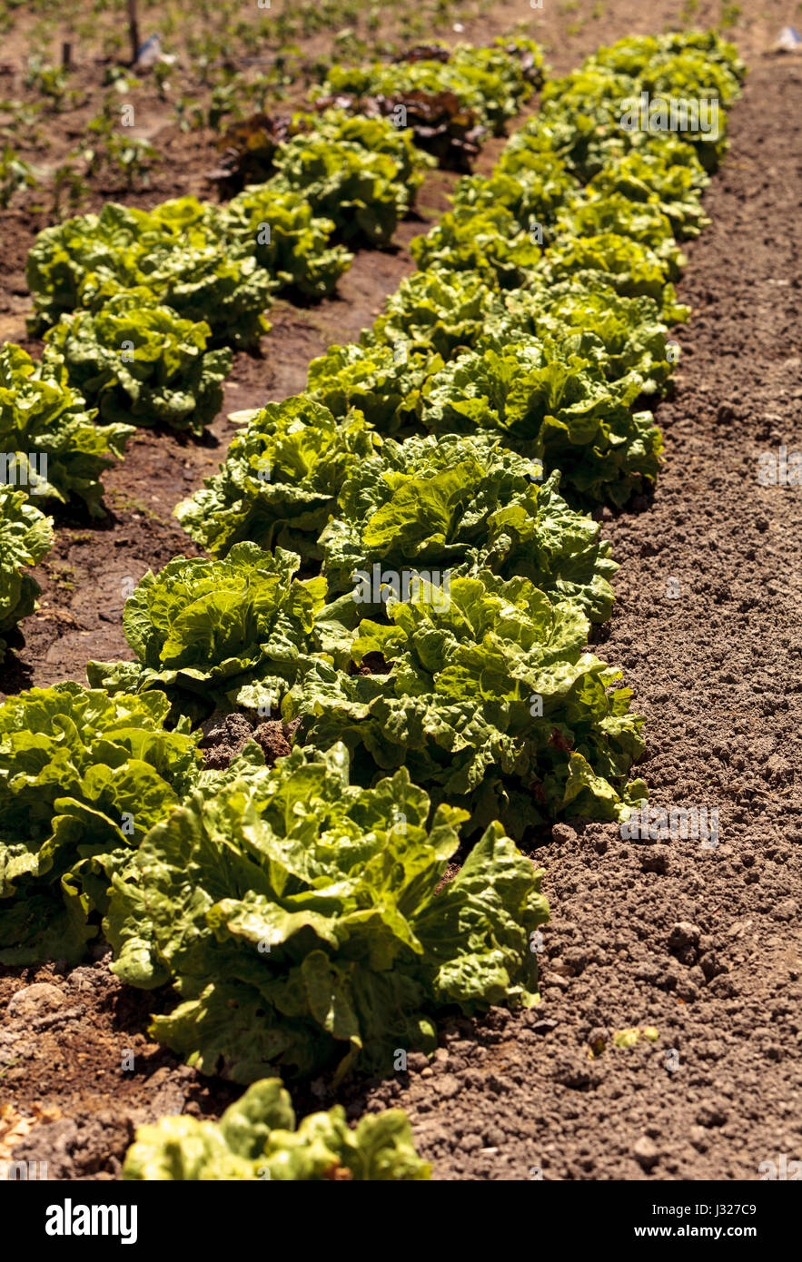 Fresh leaf lettuce grows on a small organic farm in a Southern ...