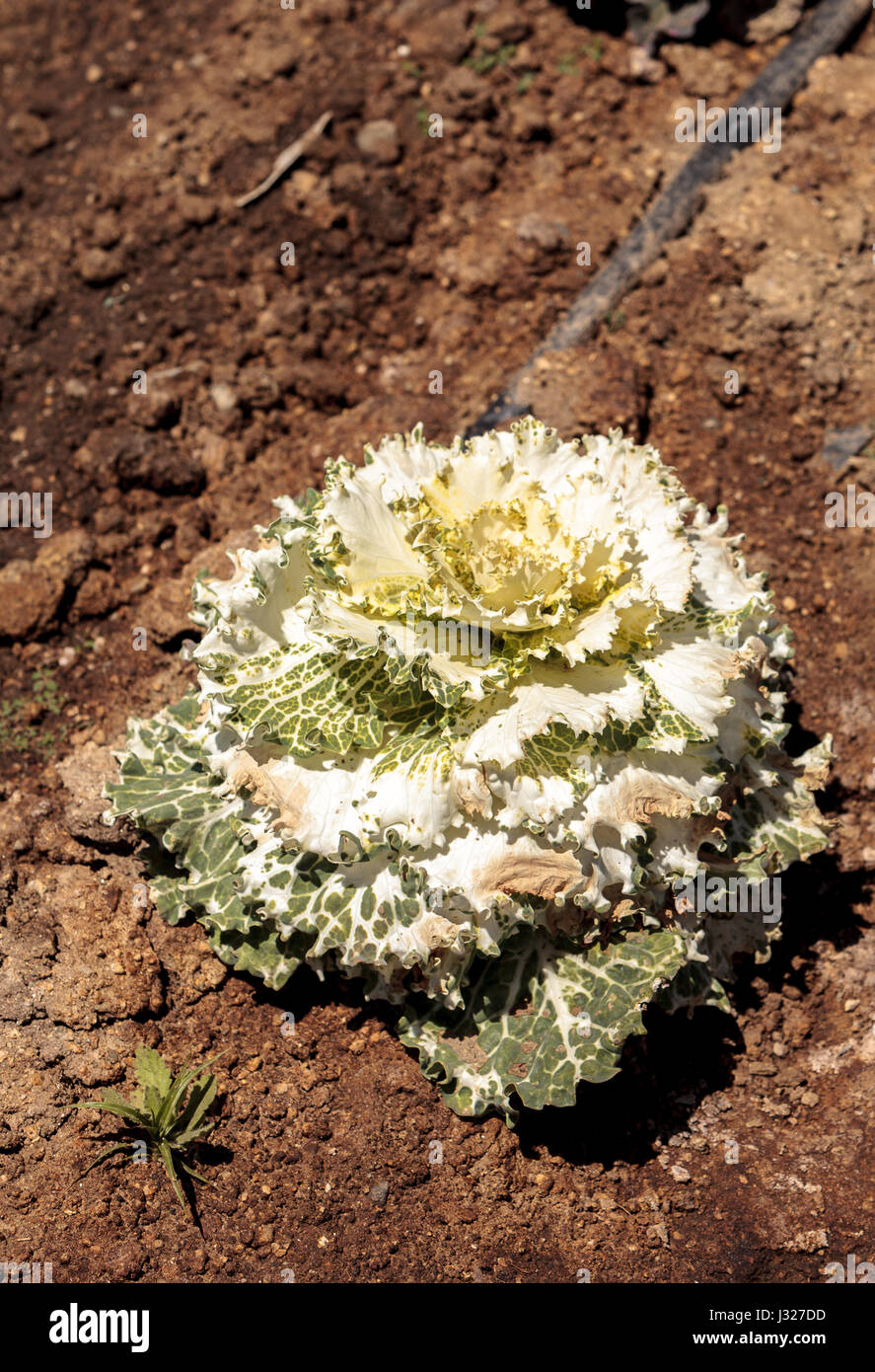 Ornamental cabbage grows on a small organic farm in a Southern ...