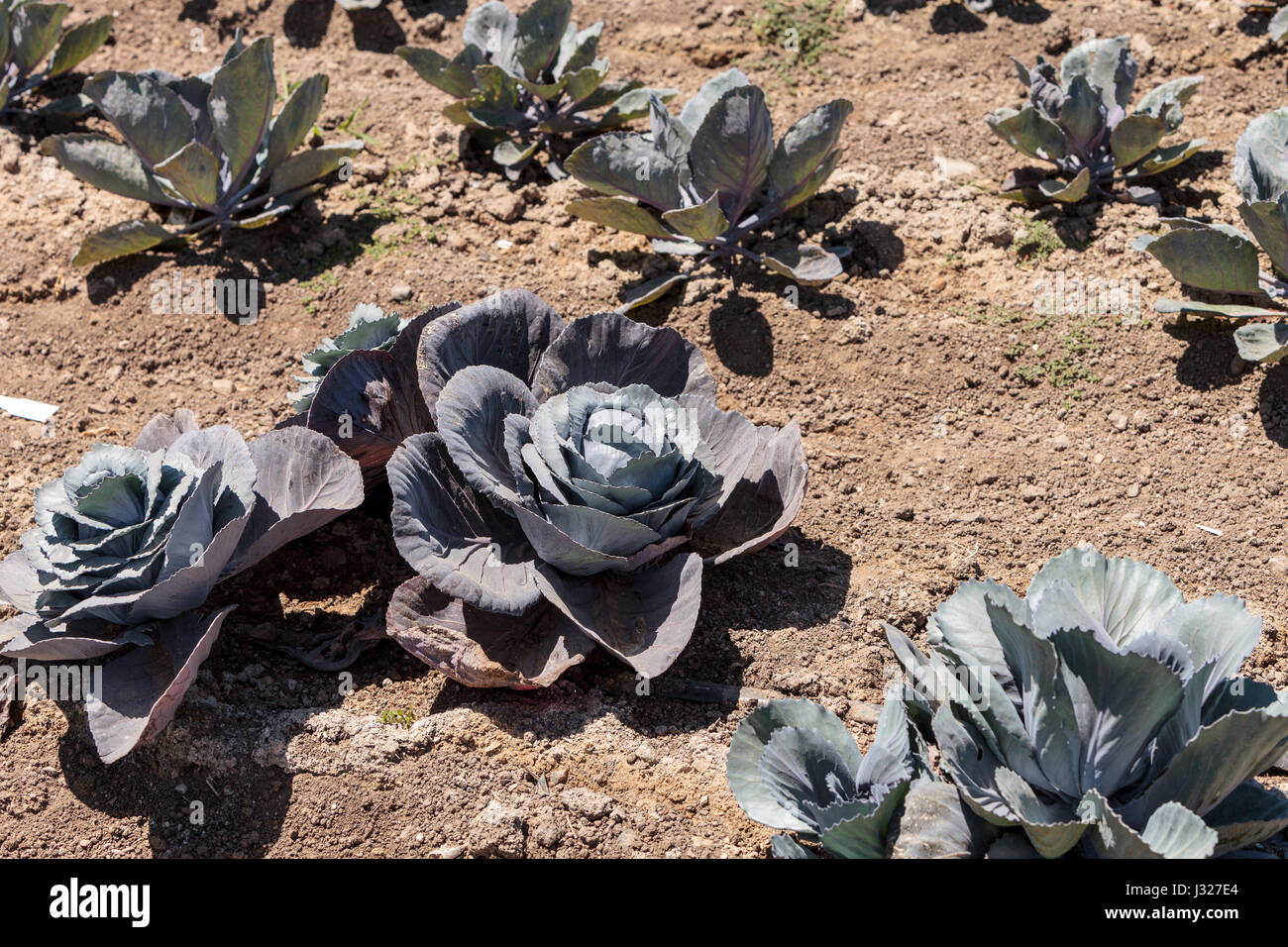 Fresh ripe red cabbage grows on a small organic farm in a Southern ...