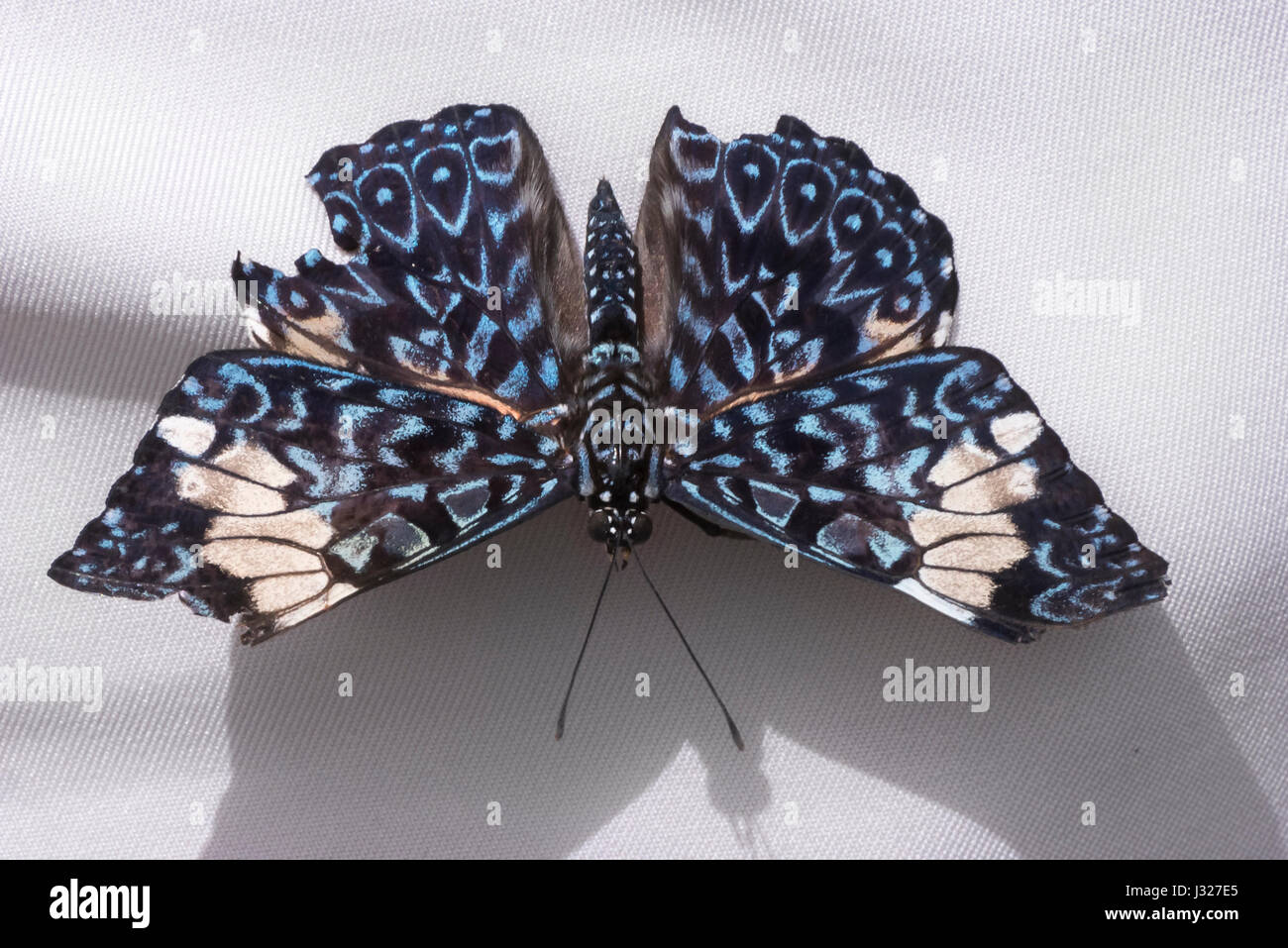 Monarch buterflies hi-res stock photography and images - Alamy