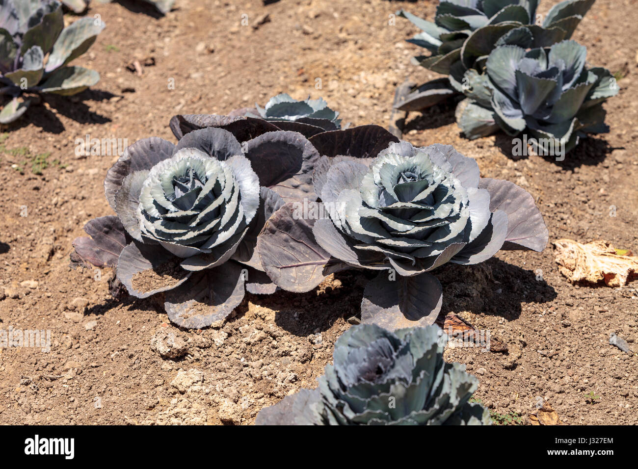 Fresh ripe red cabbage grows on a small organic farm in a Southern ...