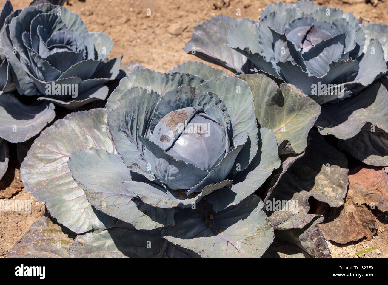 Fresh ripe red cabbage grows on a small organic farm in a Southern ...