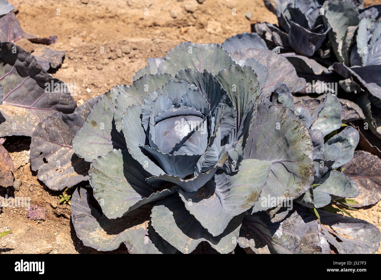 Fresh ripe red cabbage grows on a small organic farm in a Southern ...