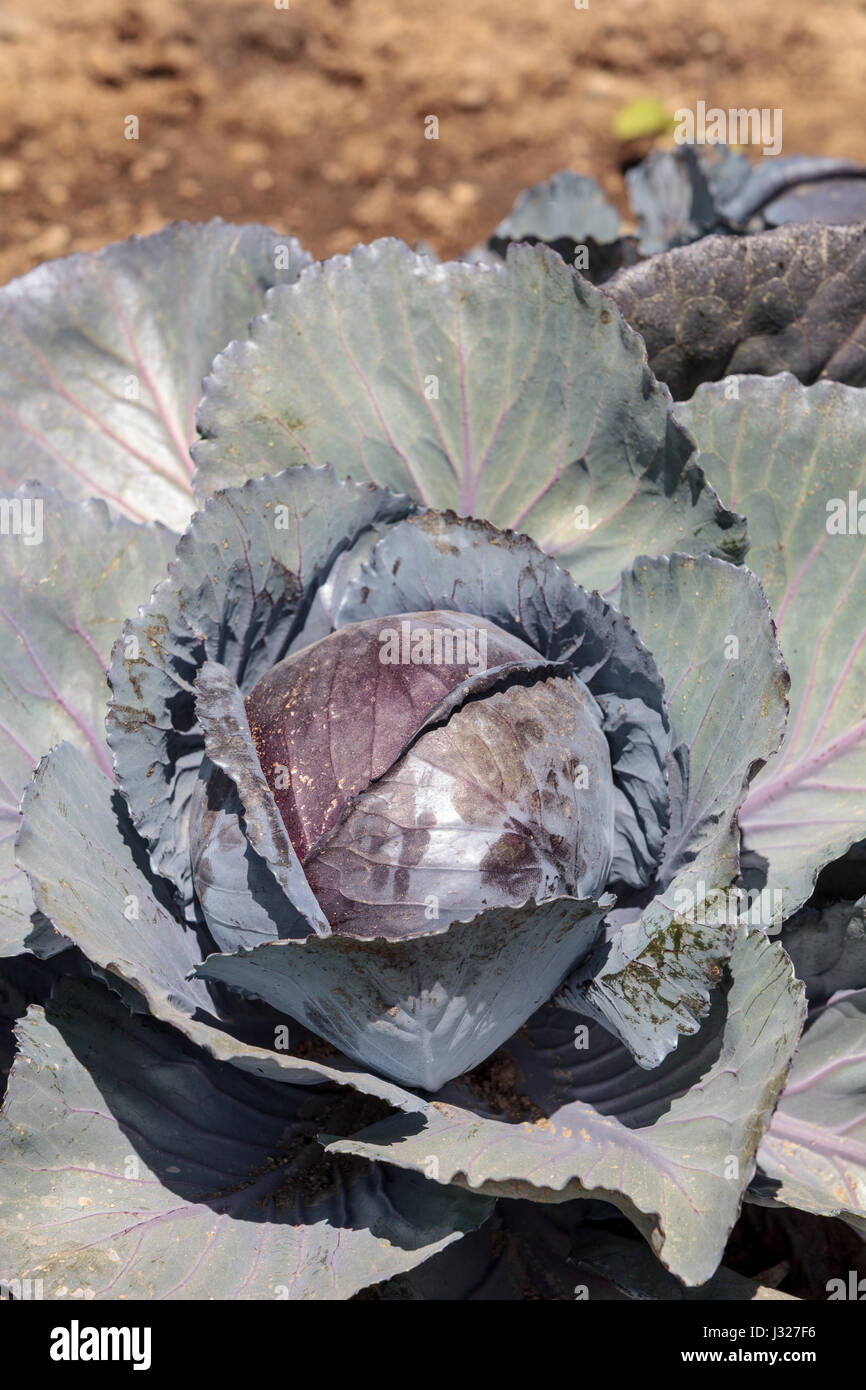 Fresh ripe red cabbage grows on a small organic farm in a Southern ...