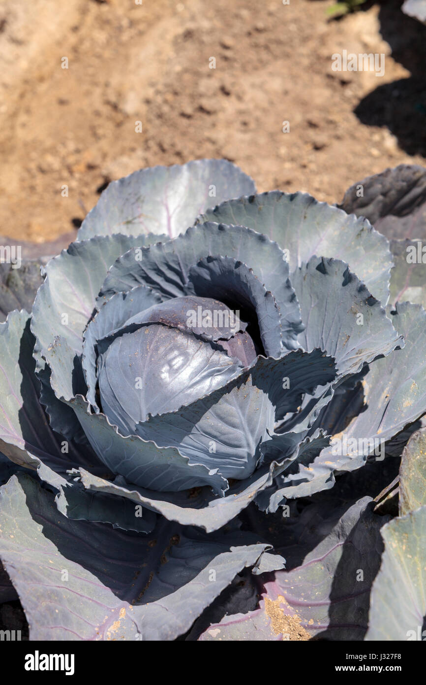 Fresh ripe red cabbage grows on a small organic farm in a Southern ...