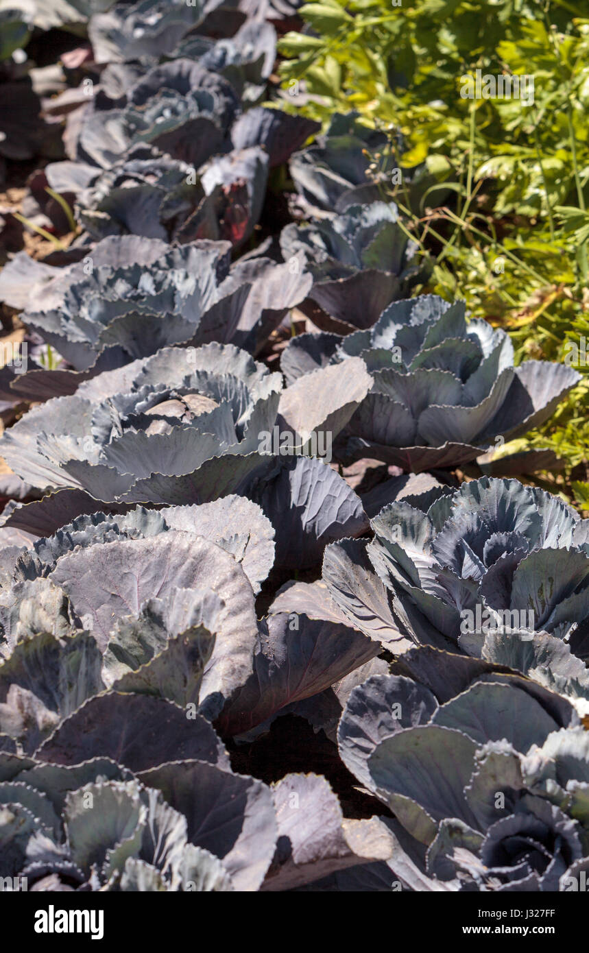 Fresh ripe red cabbage grows on a small organic farm in a Southern ...