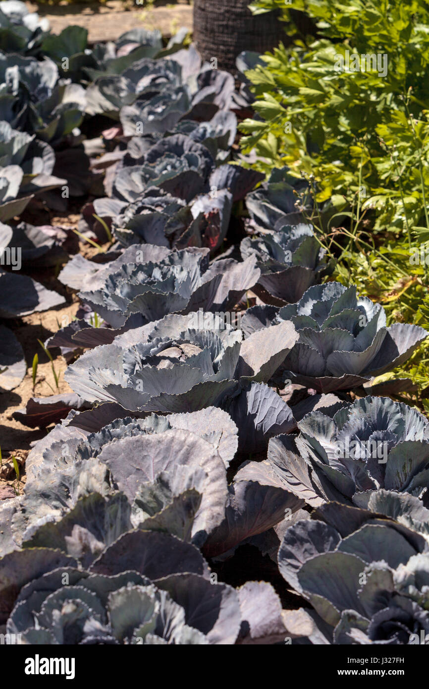 Fresh ripe red cabbage grows on a small organic farm in a Southern ...