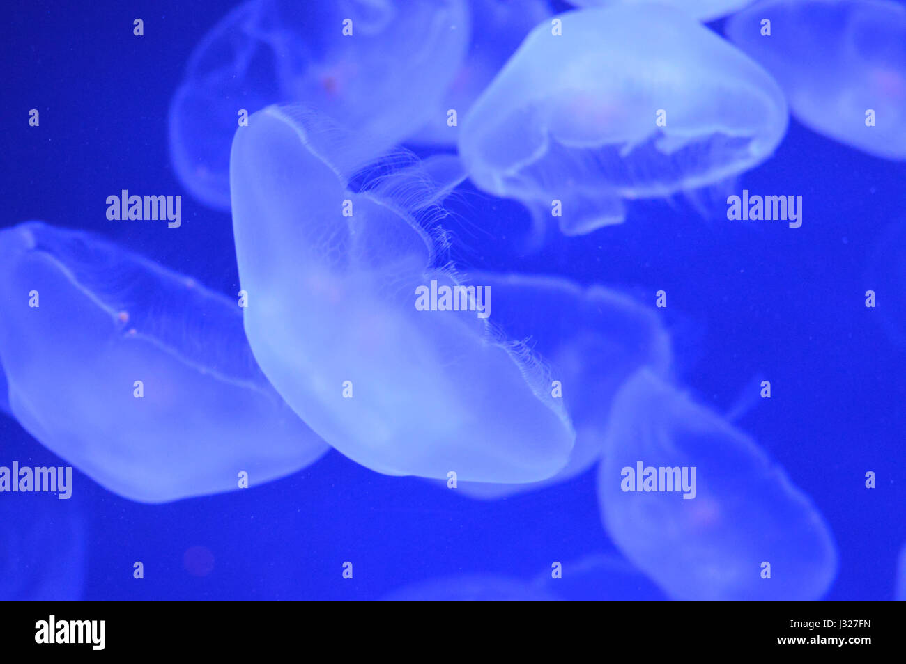 Transparent jellyfish close up hi-res stock photography and images - Alamy