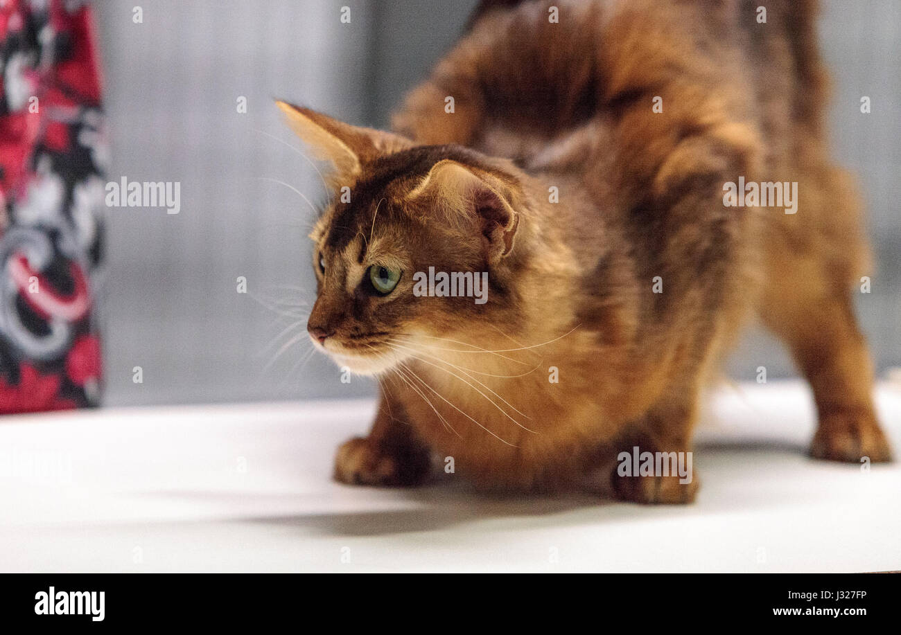 Red Somali purebred cat with beautiful spots and markings Stock Photo ...