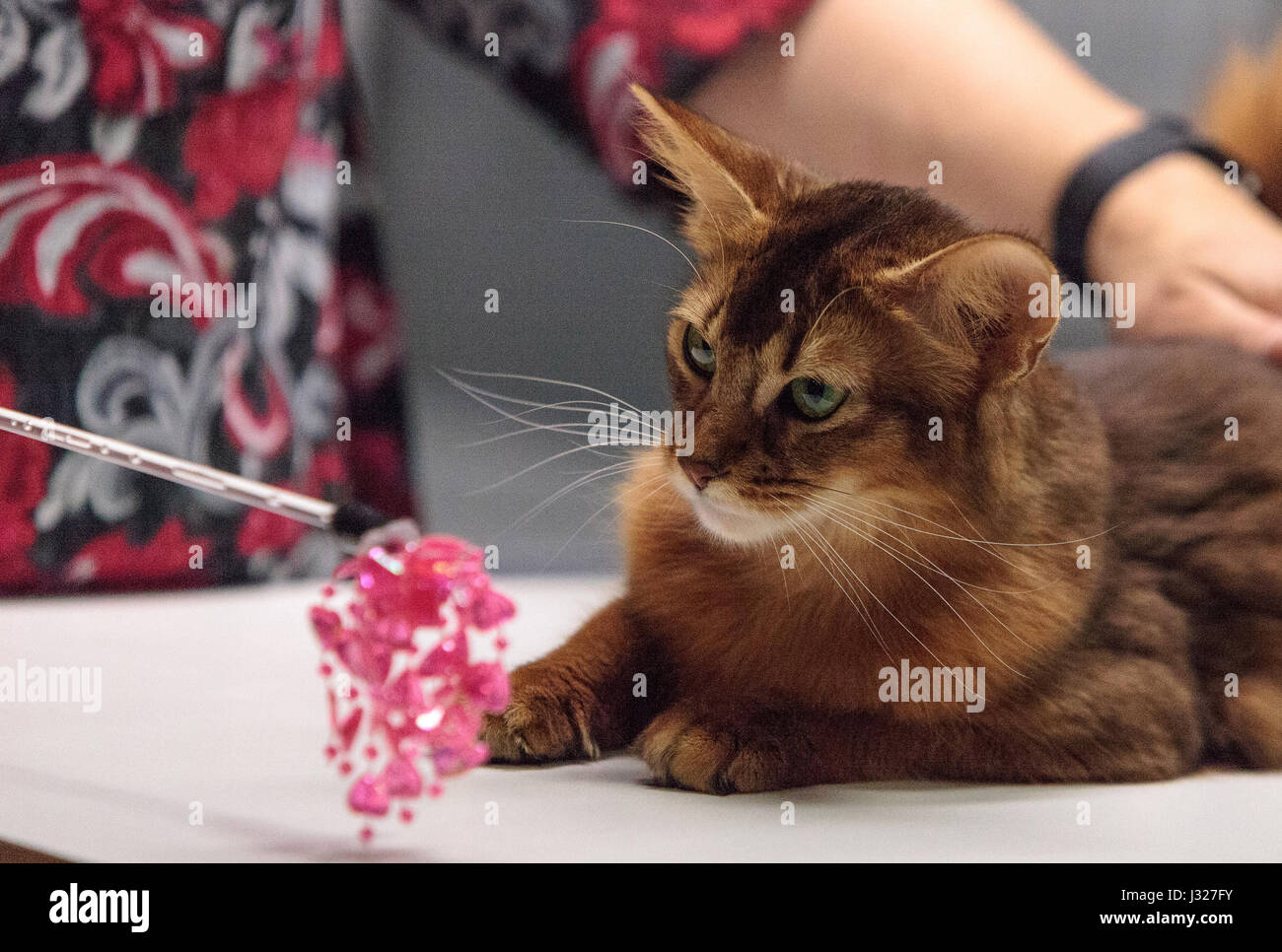 Red Somali purebred cat with beautiful spots and markings Stock Photo ...