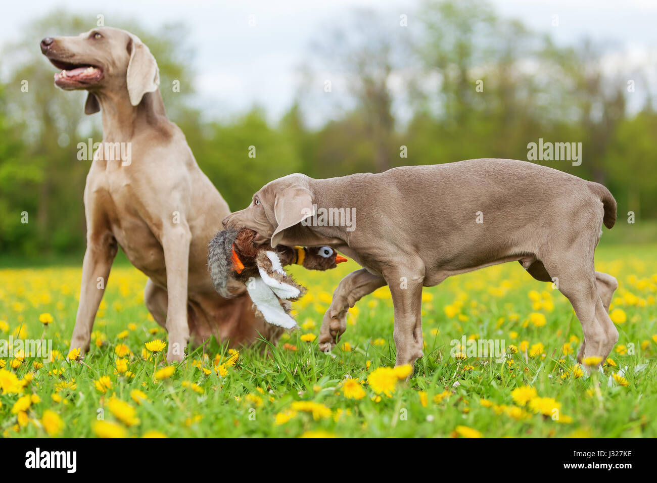 picture of a cute Weimaraner puppy playing with a plush pheasant in a ...