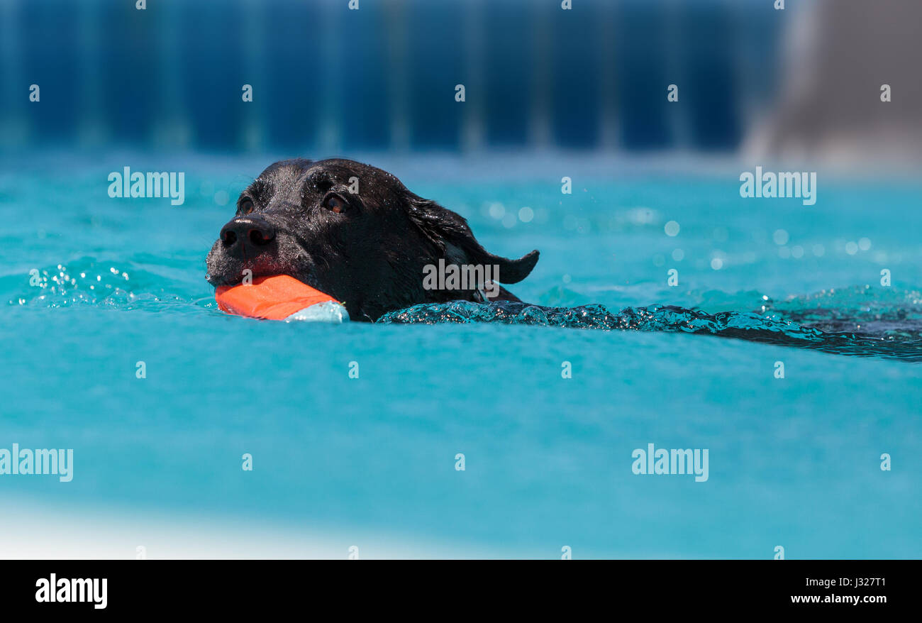 Black Labrador retriever swims with a toy in a pool in summer Stock ...