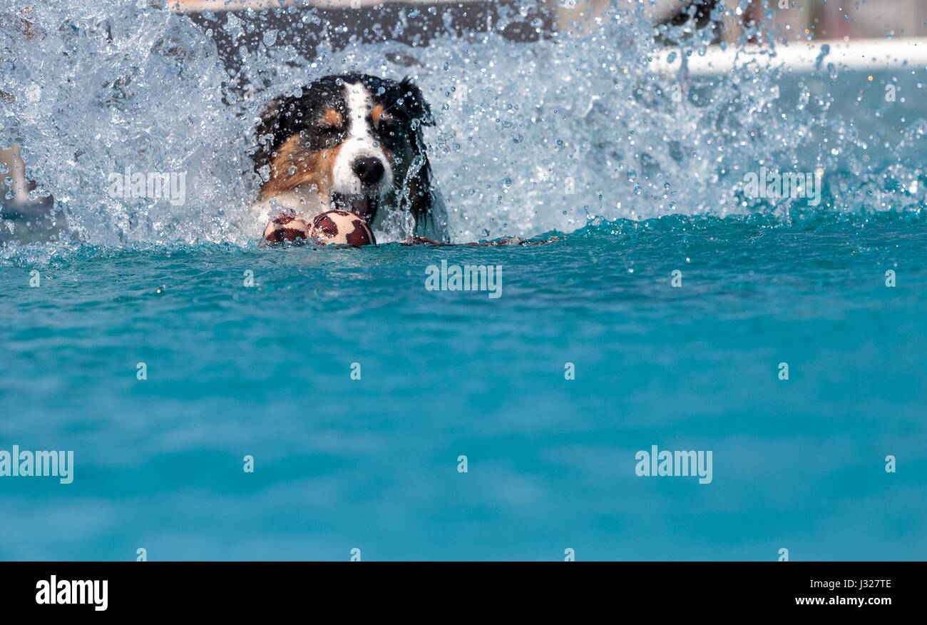Border collie swims with a toy in a pool in summer Stock Photo - Alamy